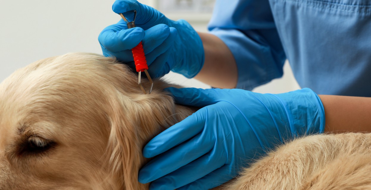 Kako zaštititi psa od krpelja - Sve ce biti u Redu | Triglav.rs Kategorije